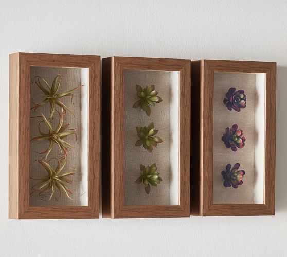 Succulent Shadowboxes - Set of 3 | Pottery Barn