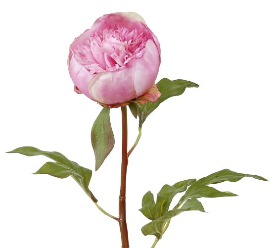 Faux Peony Closed Stem | Pottery Barn