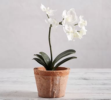 Mini Faux Potted Orchid | Artificial Flowers | Pottery Barn